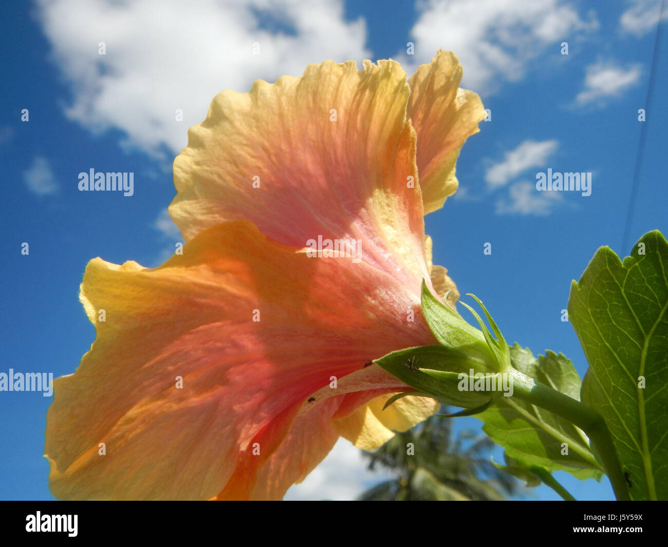 Close up flower specifically red hi-res stock photography and images ...