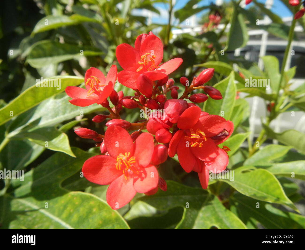 Red flowers showcases hi-res stock photography and images - Alamy