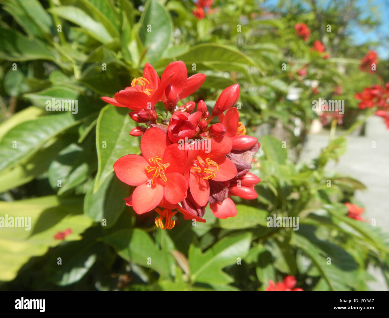 01337 Close-ups of Hibiscus rosa-sinensis Philippines Red flowers 30 ...