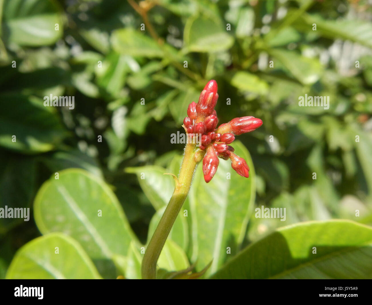 01337 Close-ups of Hibiscus rosa-sinensis Philippines Red flowers 32 ...