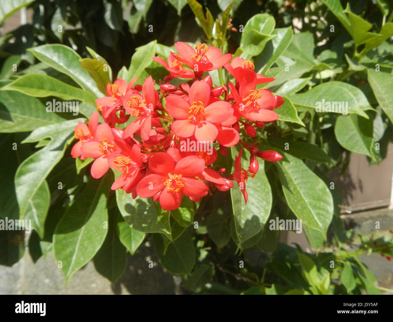 01337 Close-ups of Hibiscus rosa-sinensis Philippines Red flowers 38 ...