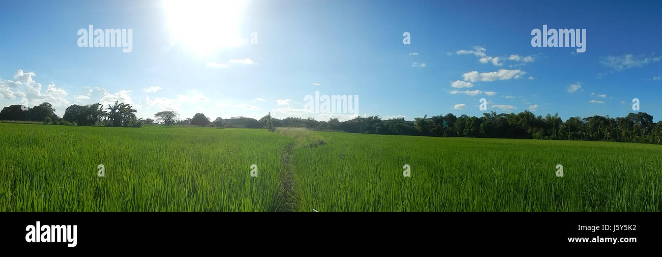 Aerial photograph of paddy, vegetable, and maize fields in Tambubong ...