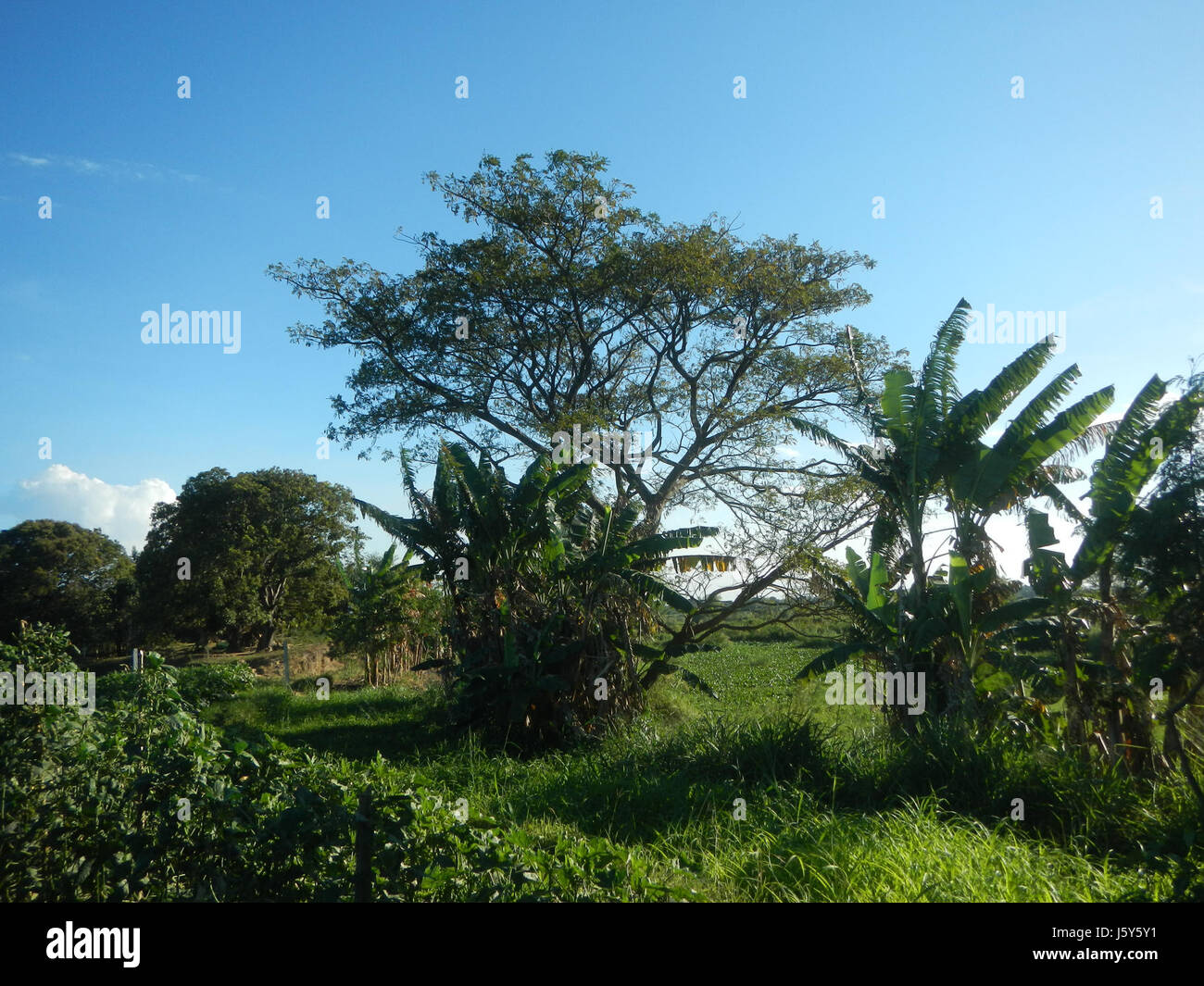 This image depicts the rural landscape in San Rafael, Bulacan, showing ...