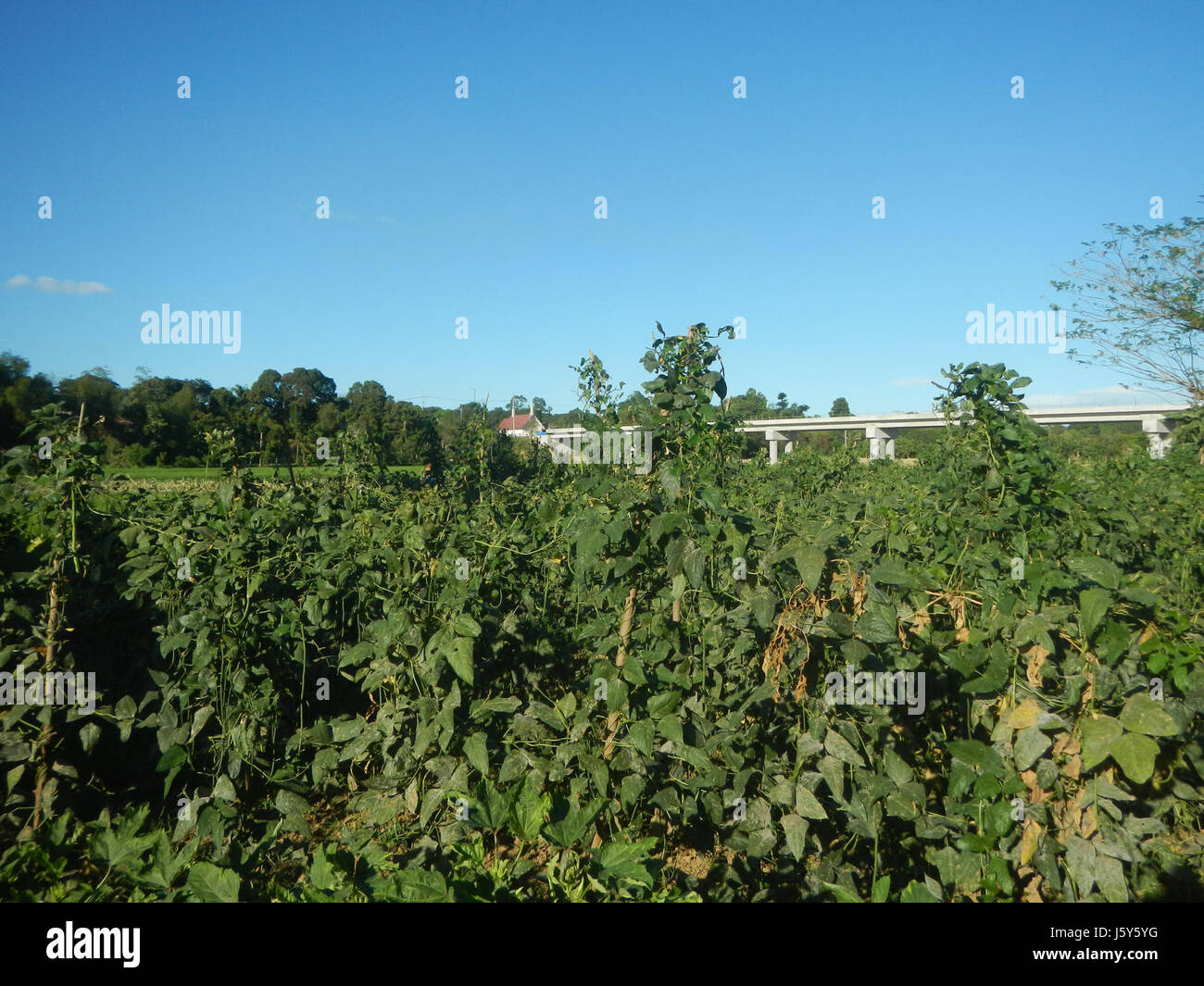 01865 Paddy fields Arterial Road Bypass Tambubong Caingin, San Rafael ...
