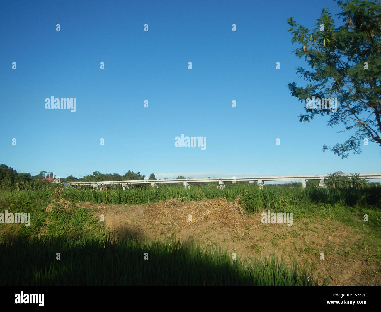 This image shows the scenic view of paddy fields near the Arterial Road ...