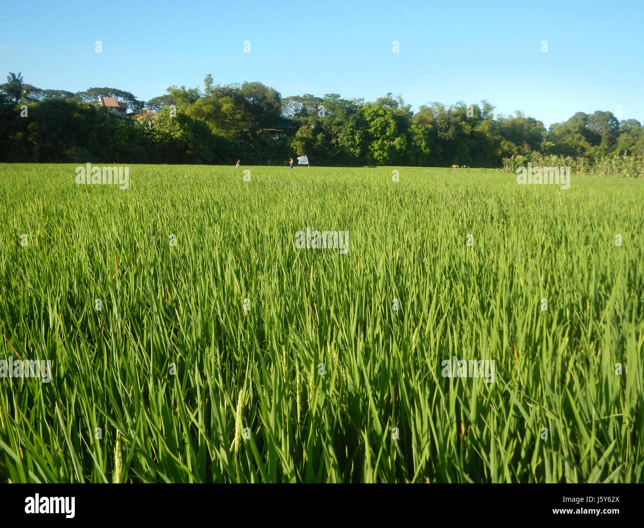 This image depicts the agricultural area near Tambubong and Caingin in ...