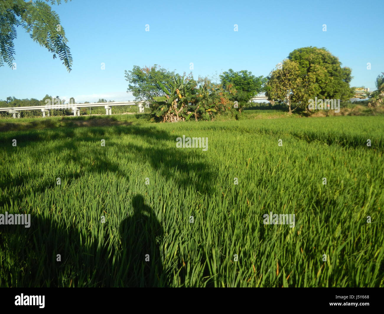 The scene depicts agricultural fields in Tambubong, San Rafael, Bulacan ...