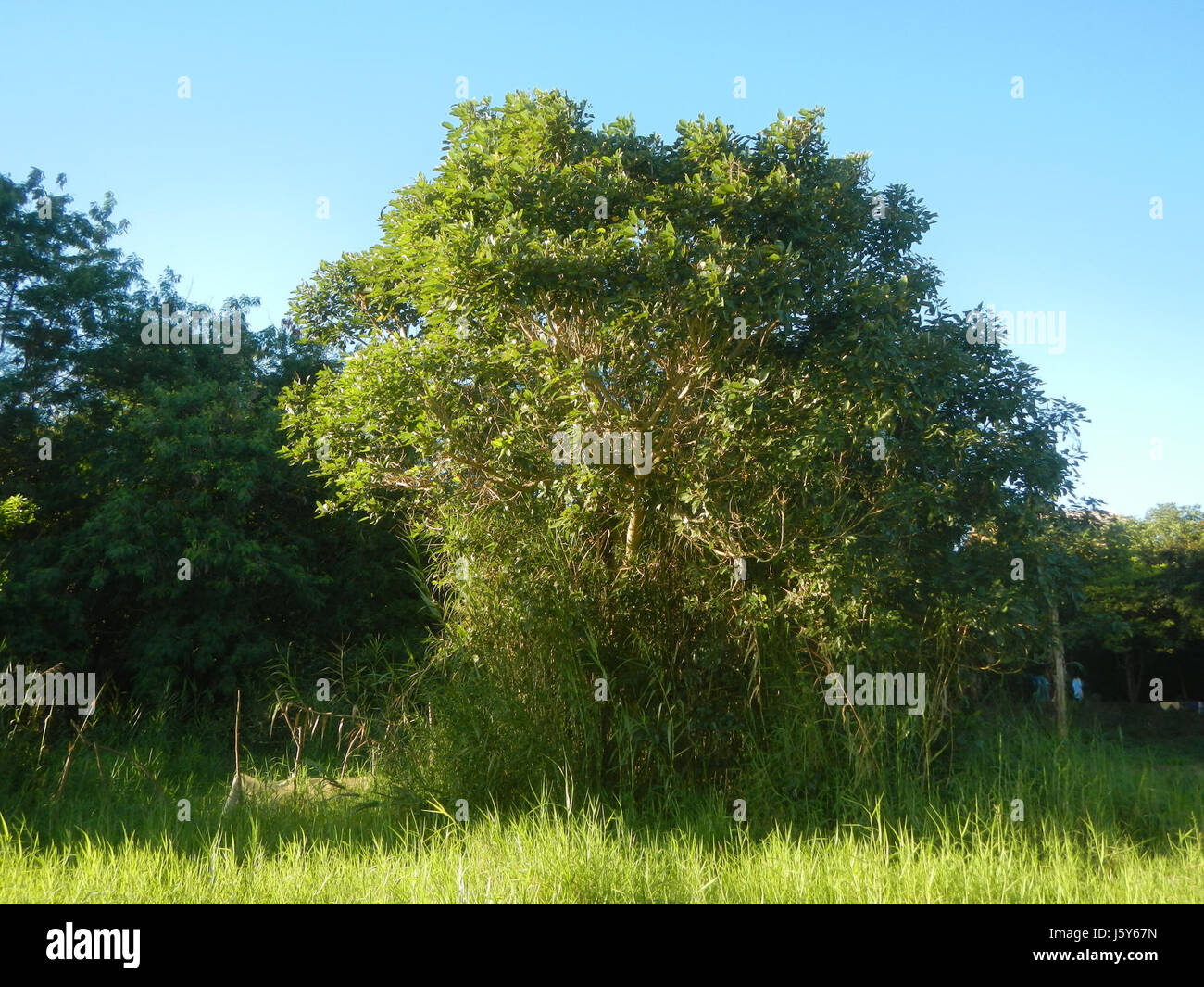02066 Paddy, vegetable maize fields, grasslands treesTambubong, San ...