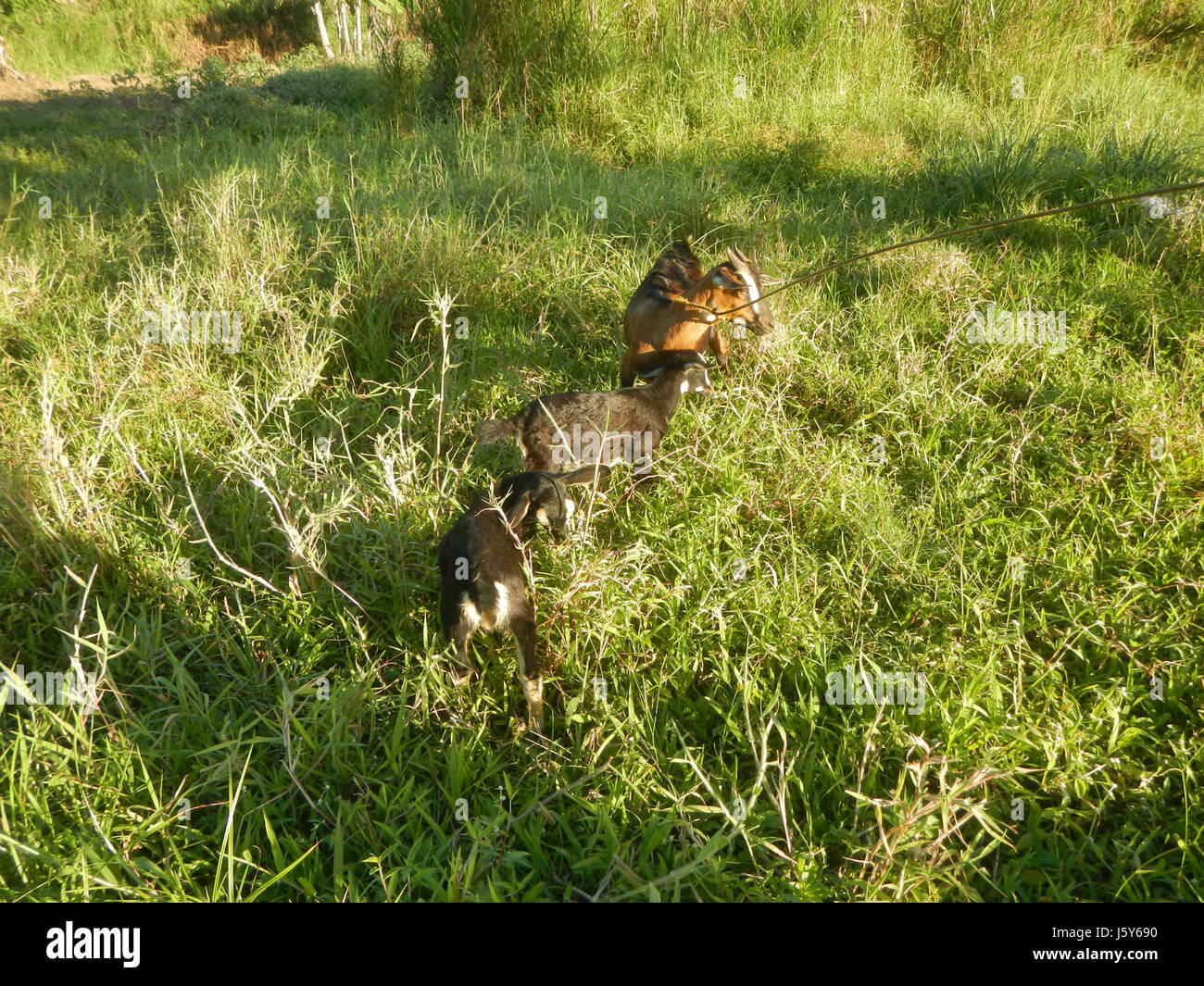 02106 Goats Paddy, vegetable maize fields, grasslands treesTambubong ...