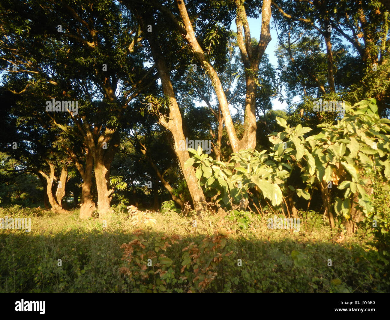 02150 Paddy fields 2017 Construction Plaridel Bypass Project Phase II ...