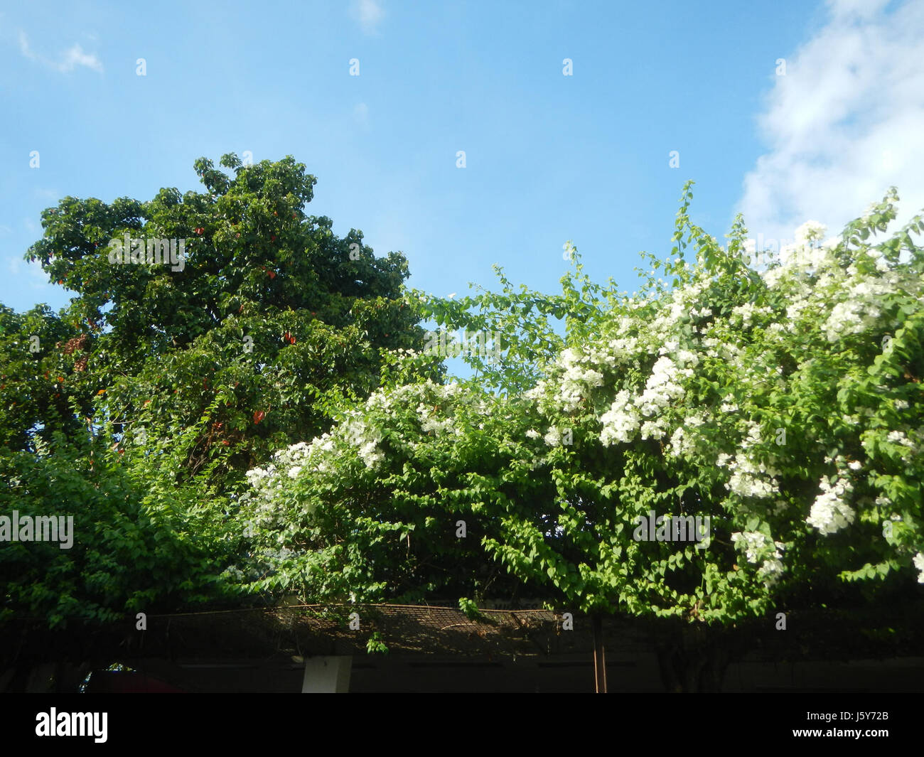 The Apung Mamacalulu Archdiocesan Shrine in Angeles City, Pampanga, is ...