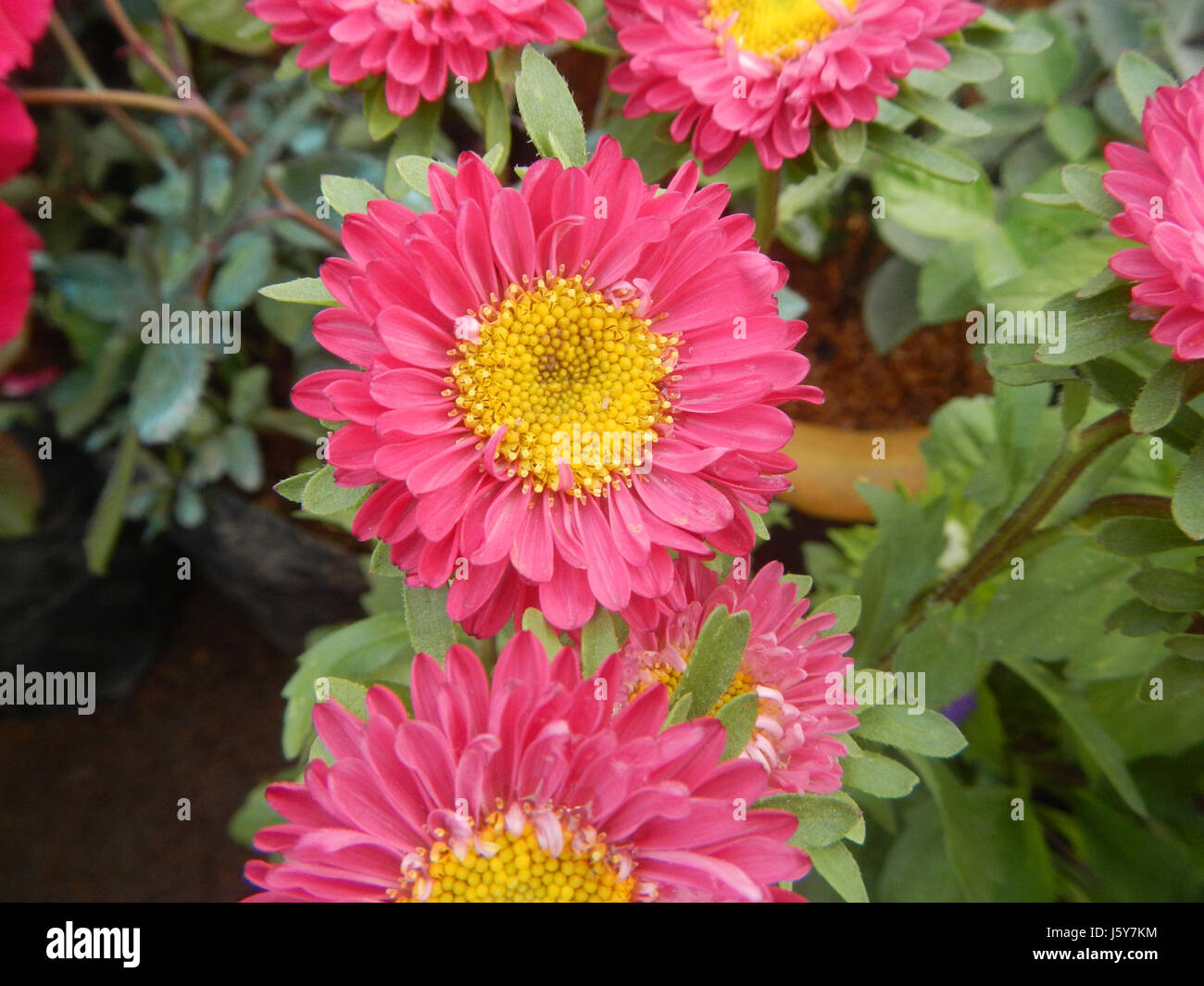 An image of the Aster flower in Baliuag, Bulacan, Philippines. The ...