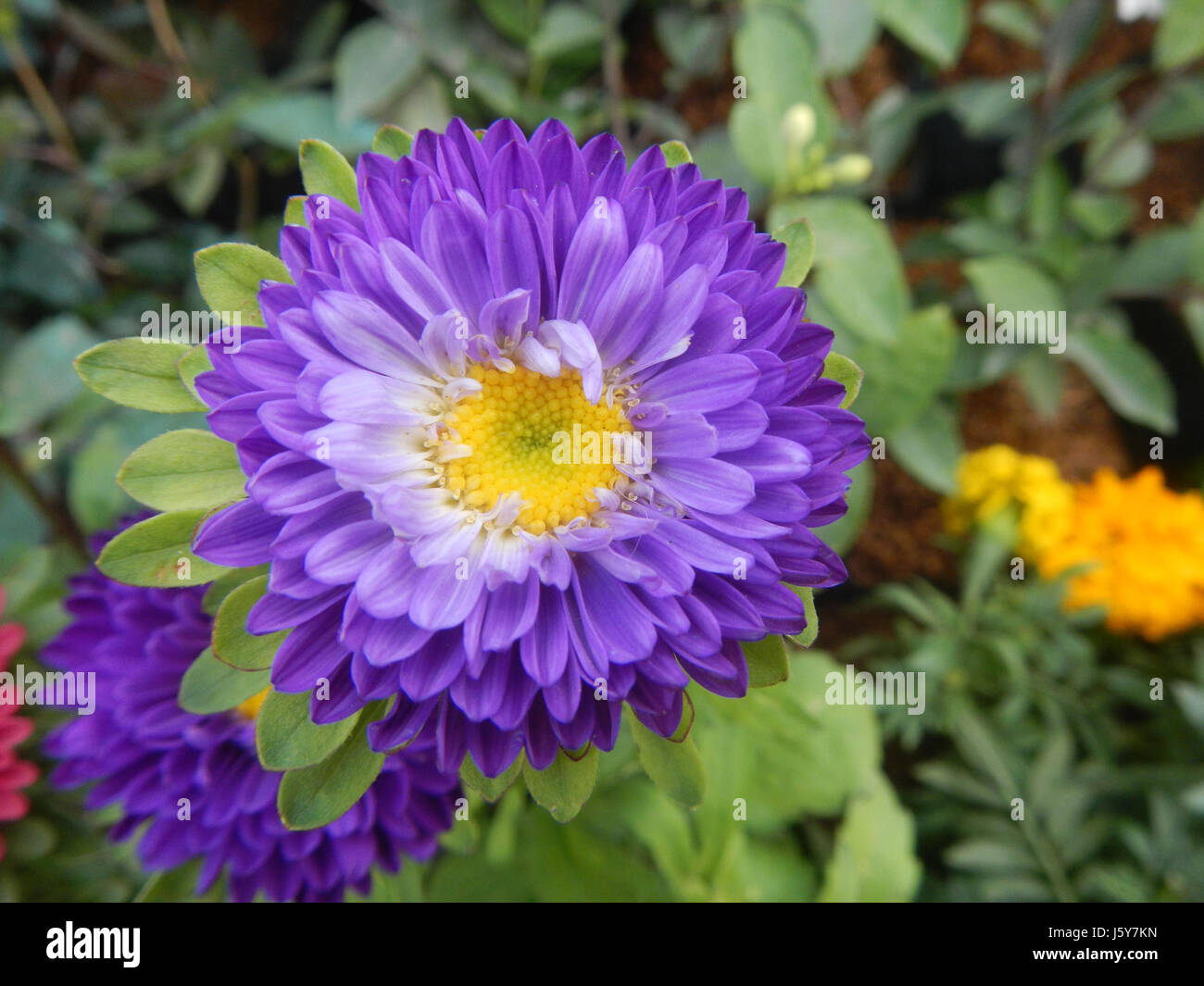 This image captures the blooming Aster flower in Baliuag, Bulacan ...