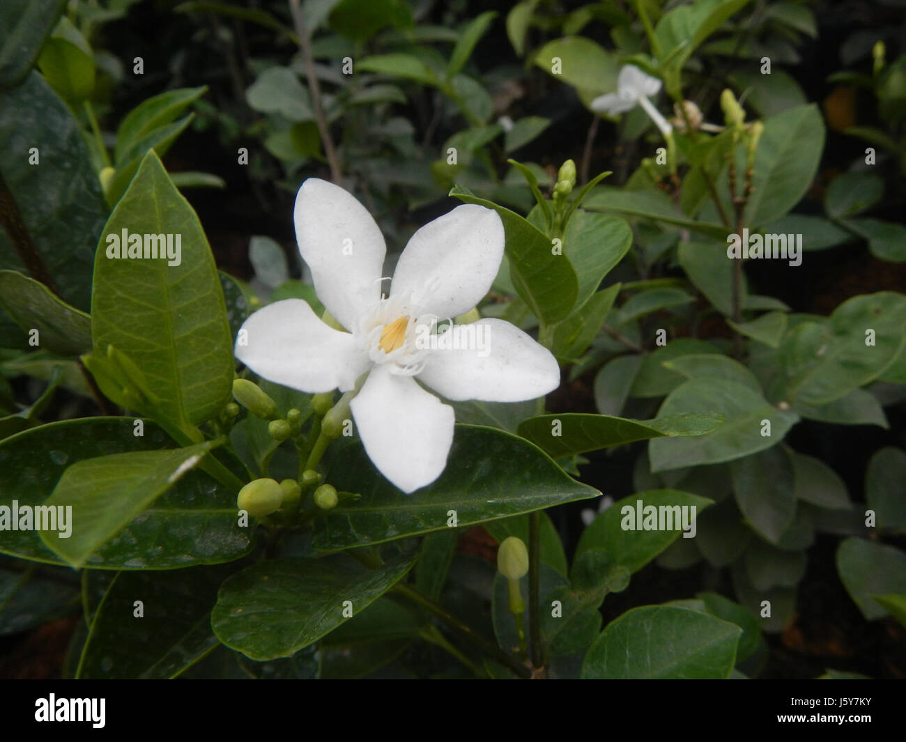 Wrightia antidysenterica, also known as the White Angel, is a flowering ...