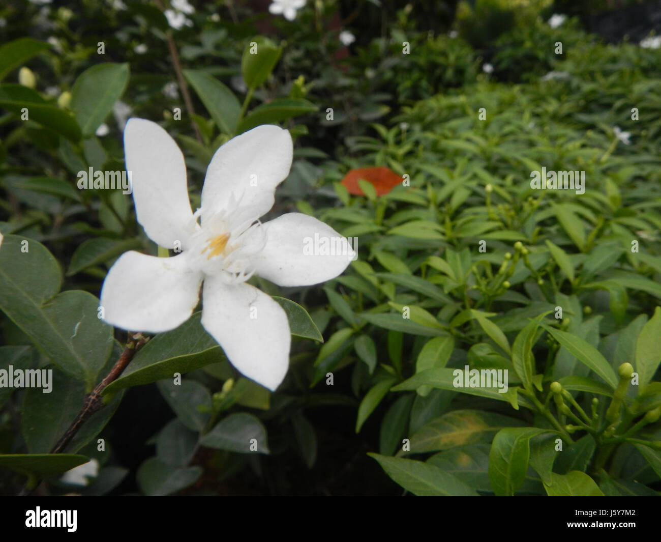 Wrightia antidysenterica, known as the White Angel tree, is native to ...