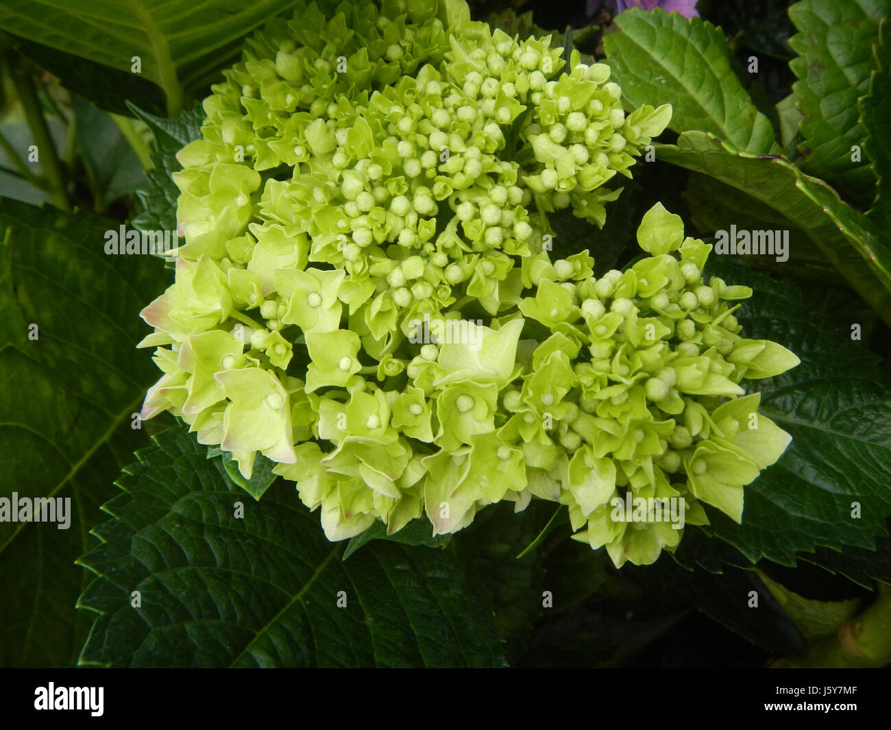 03222 refers to a specific cultivar of Hydrangea macrophylla, a species ...