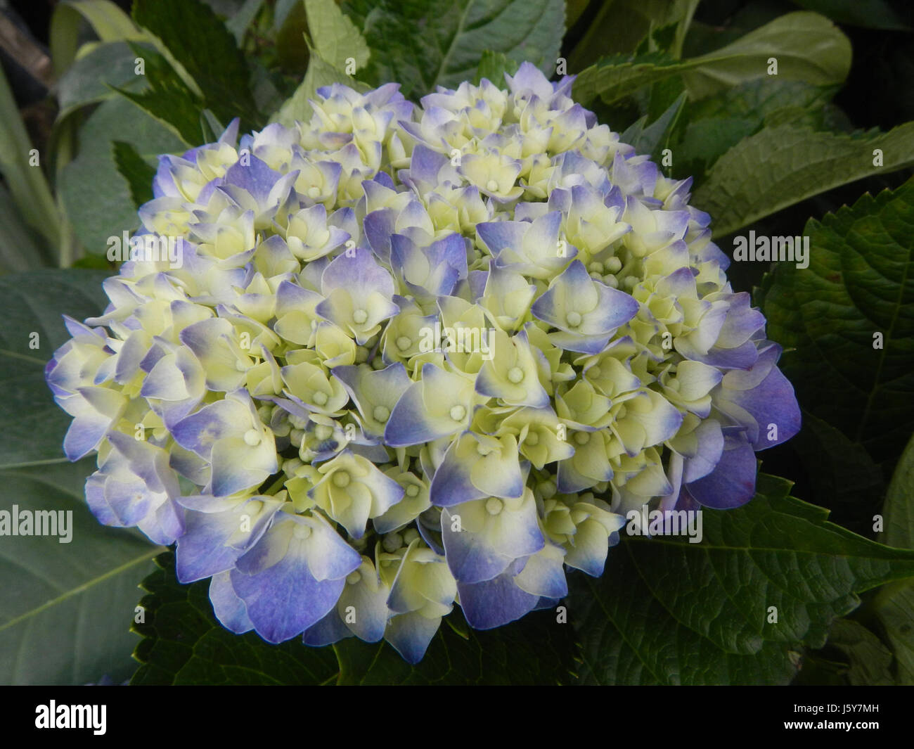 This title refers to various cultivars of the Hydrangea macrophylla ...