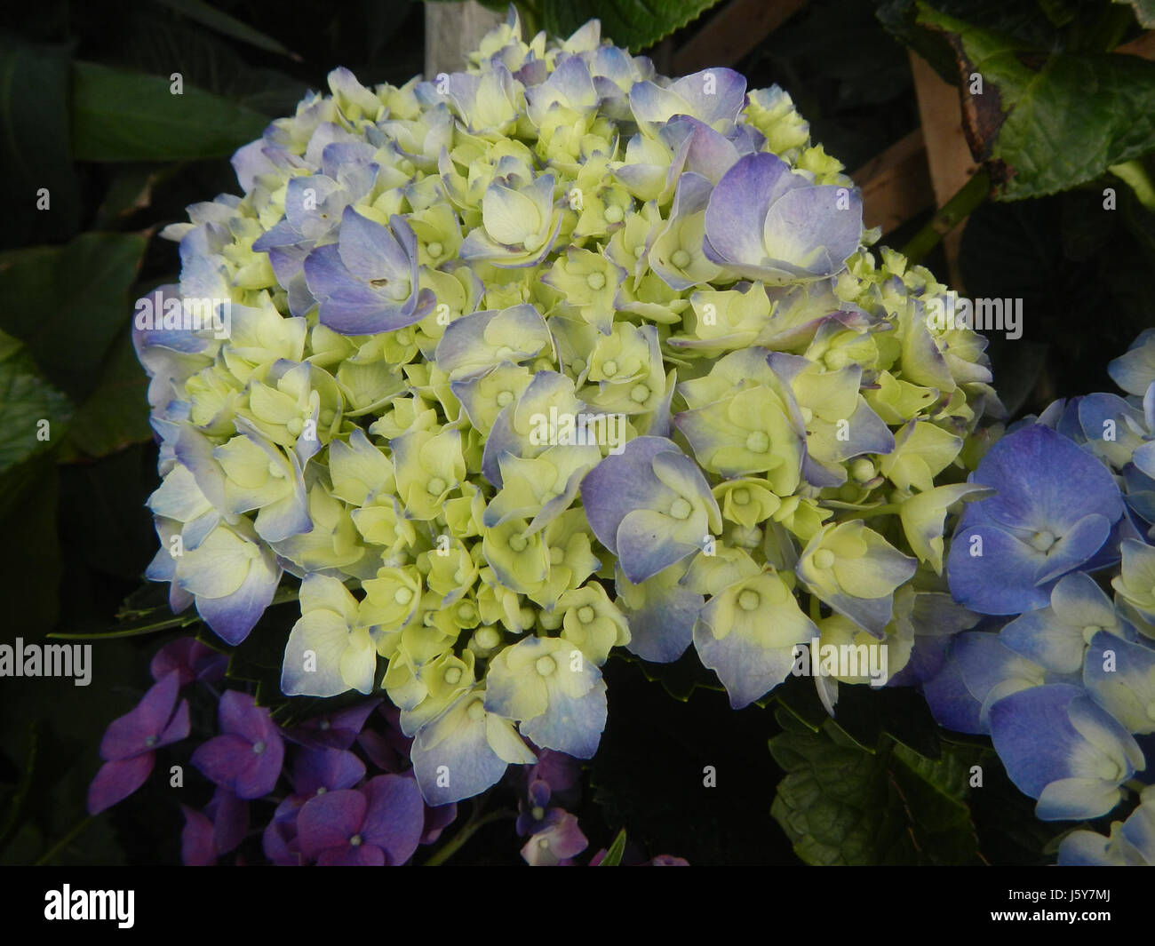 This image shows various cultivars of Hydrangea macrophylla, a popular ...