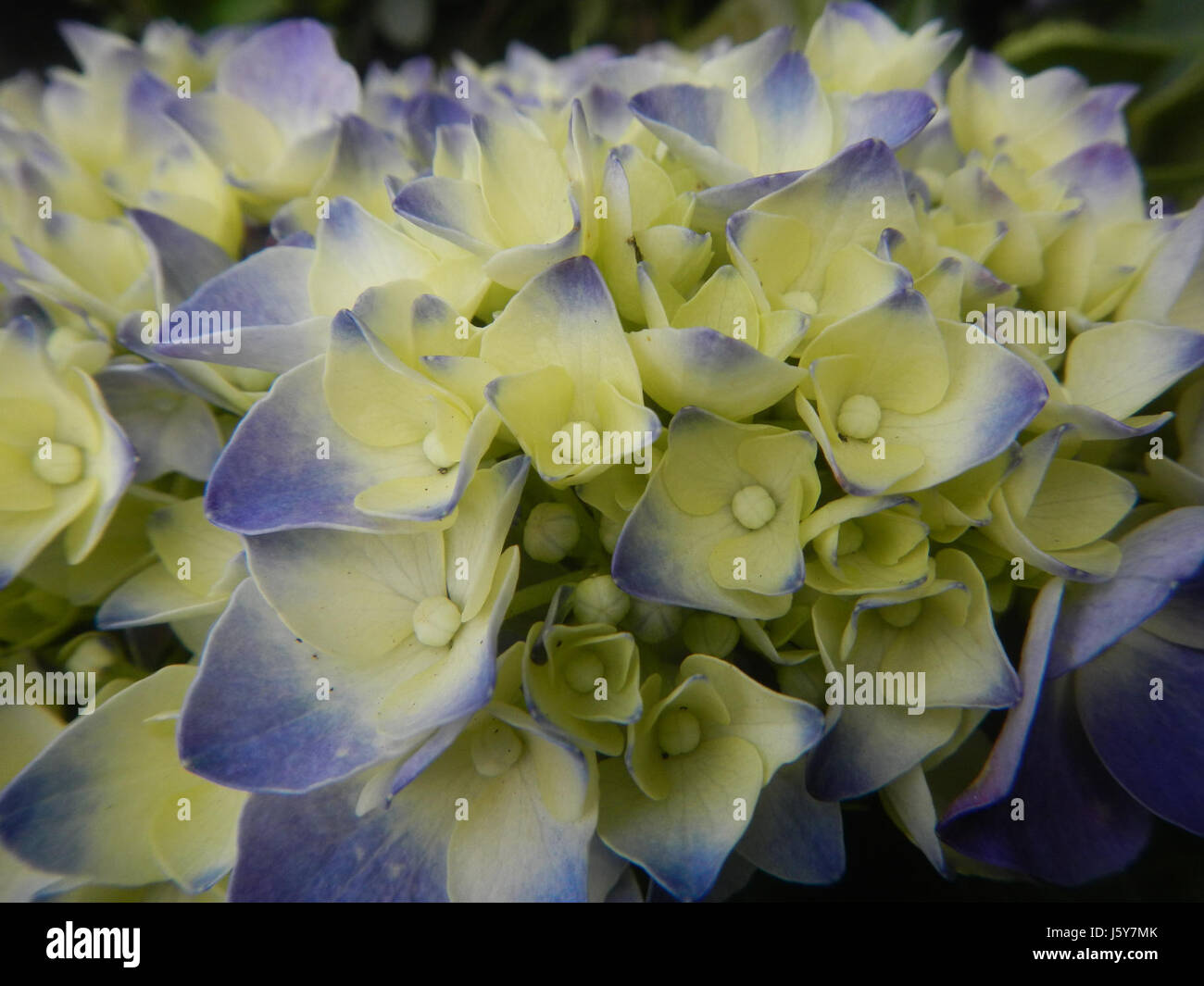 03222 Hydrangea macrophylla cultivars in the Philippines 09 Stock Photo ...