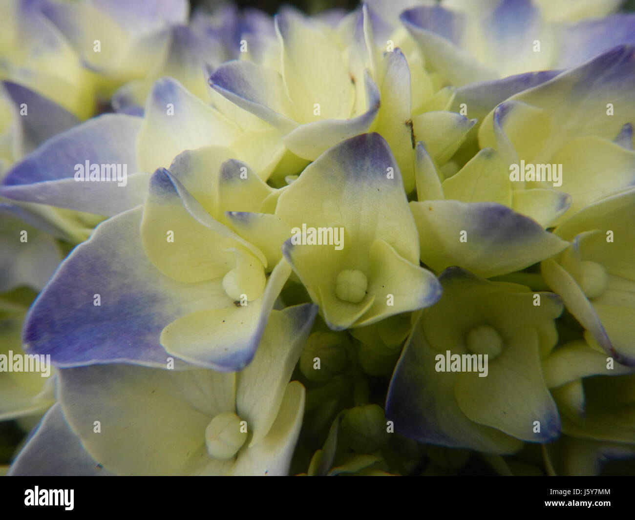 03222 Hydrangea macrophylla cultivars in the Philippines 10 Stock Photo ...