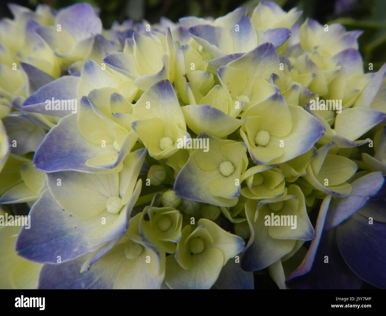 03222 Hydrangea macrophylla cultivars in the Philippines 12 Stock Photo ...