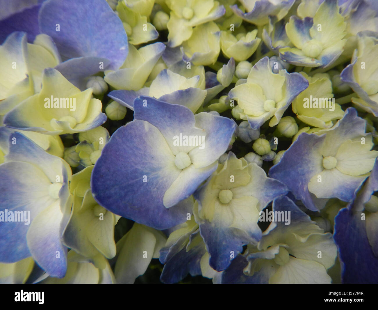 03222 Hydrangea macrophylla cultivars in the Philippines 13 Stock Photo ...
