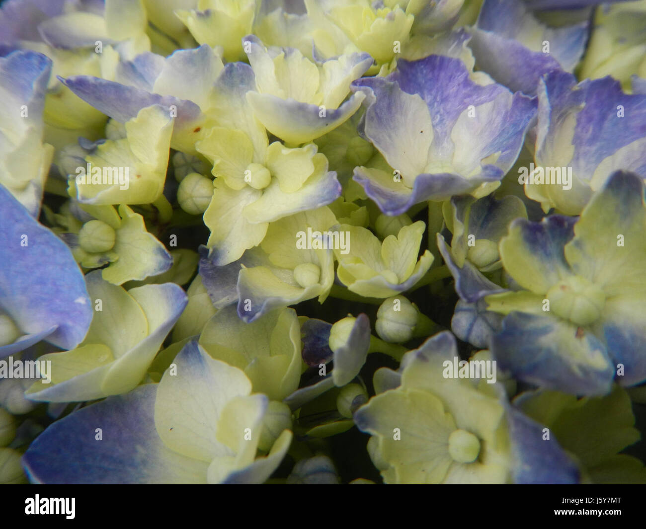 Species hydrangea macrophylla hi-res stock photography and images - Alamy