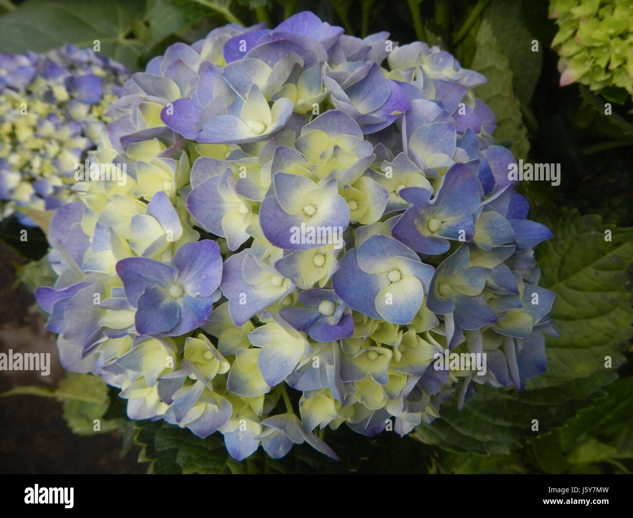03222 Hydrangea macrophylla cultivars in the Philippines 15 Stock Photo ...