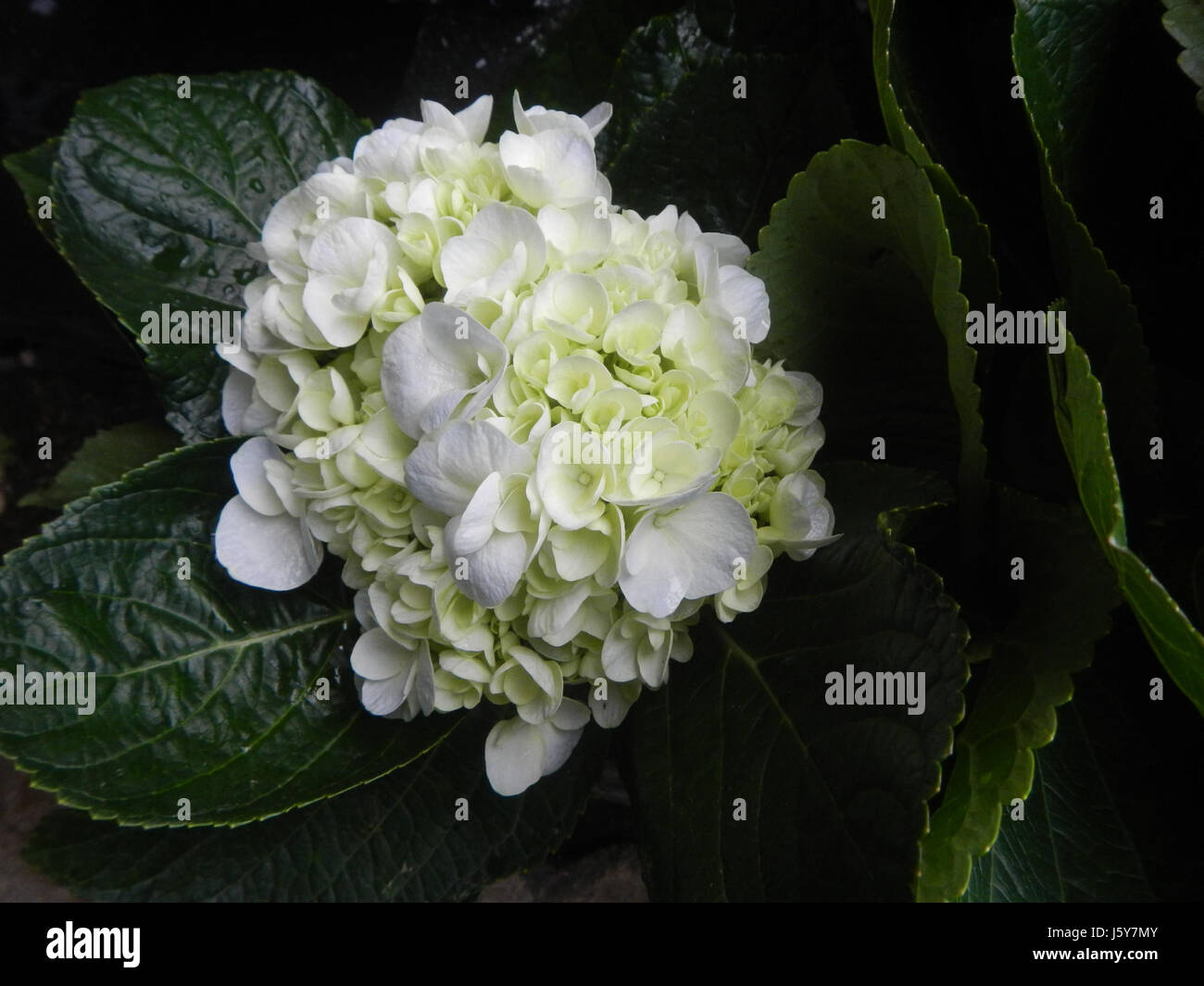 This title refers to various cultivars of Hydrangea macrophylla, a ...