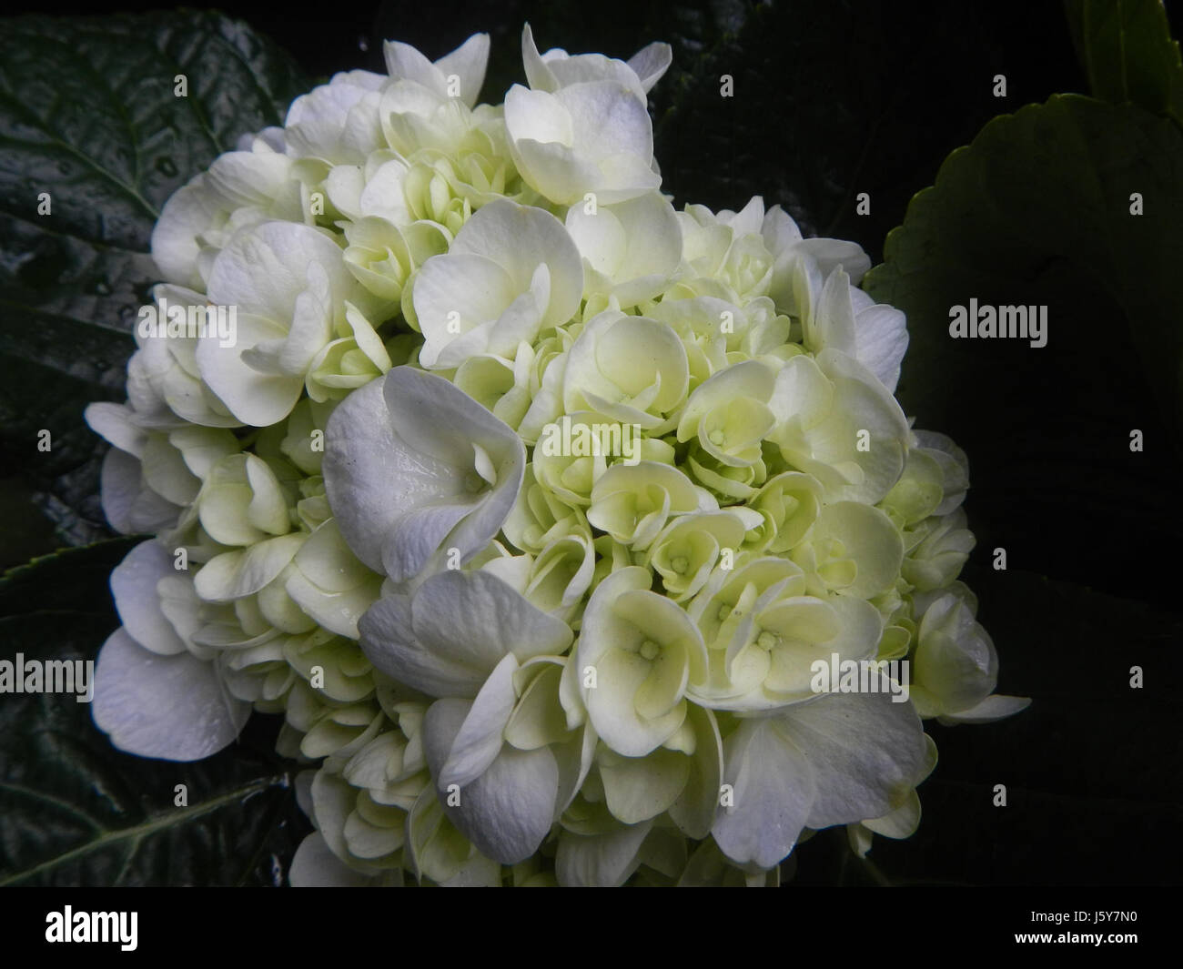 Hydrangea macrophylla is a flowering plant known for its striking ...