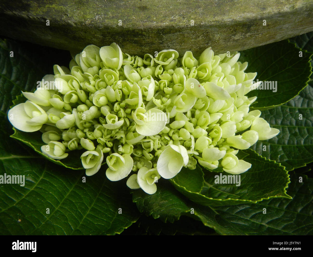03222 Hydrangea macrophylla cultivars in the Philippines 19 Stock Photo ...