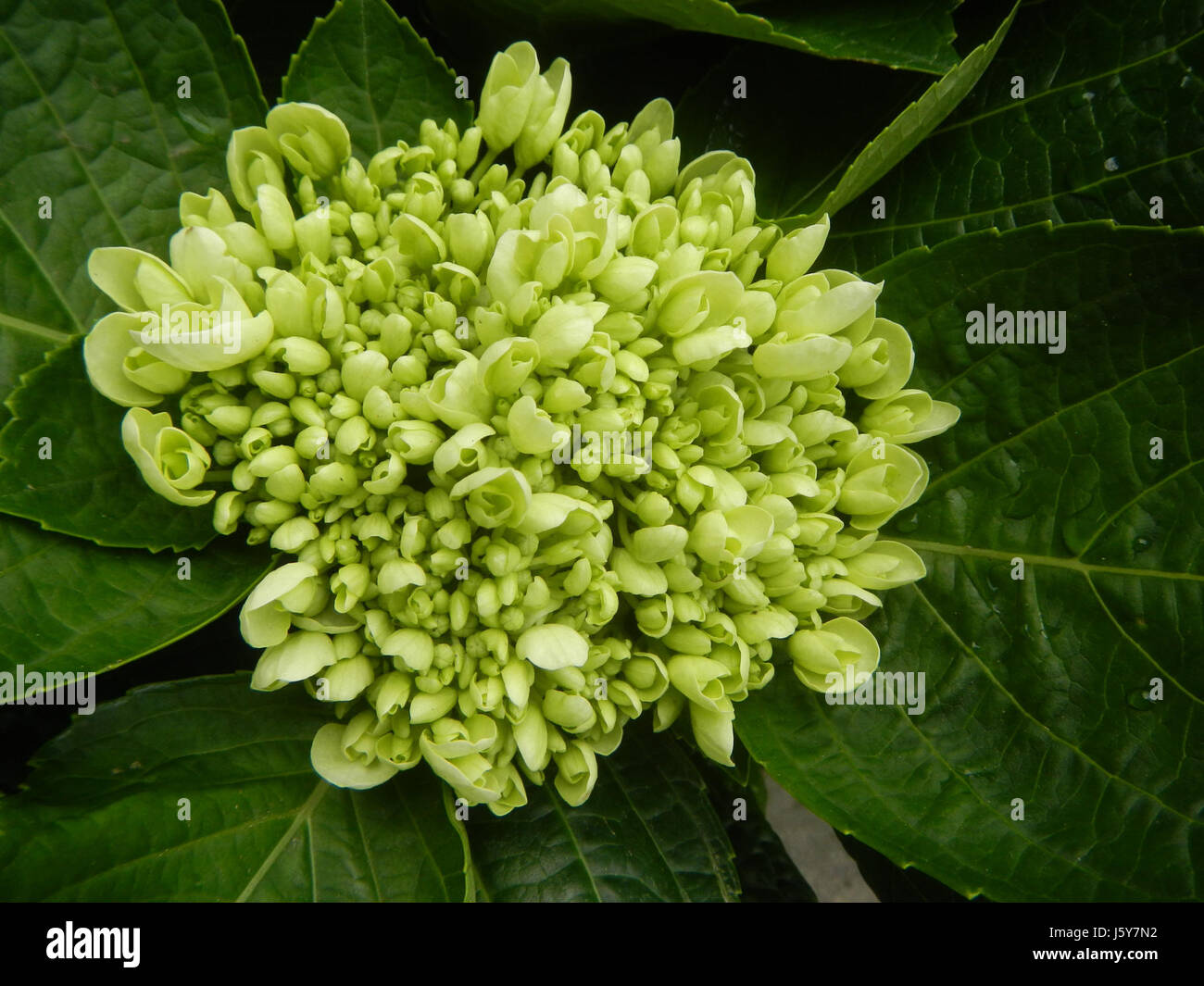 03222 Hydrangea macrophylla cultivars in the Philippines 20 Stock Photo ...