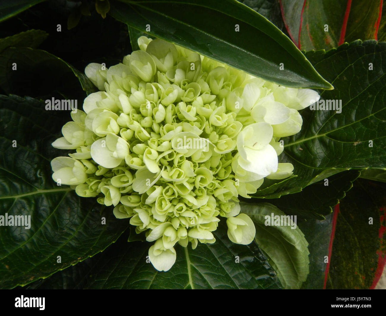 Hydrangea macrophylla, a popular ornamental plant, has various ...