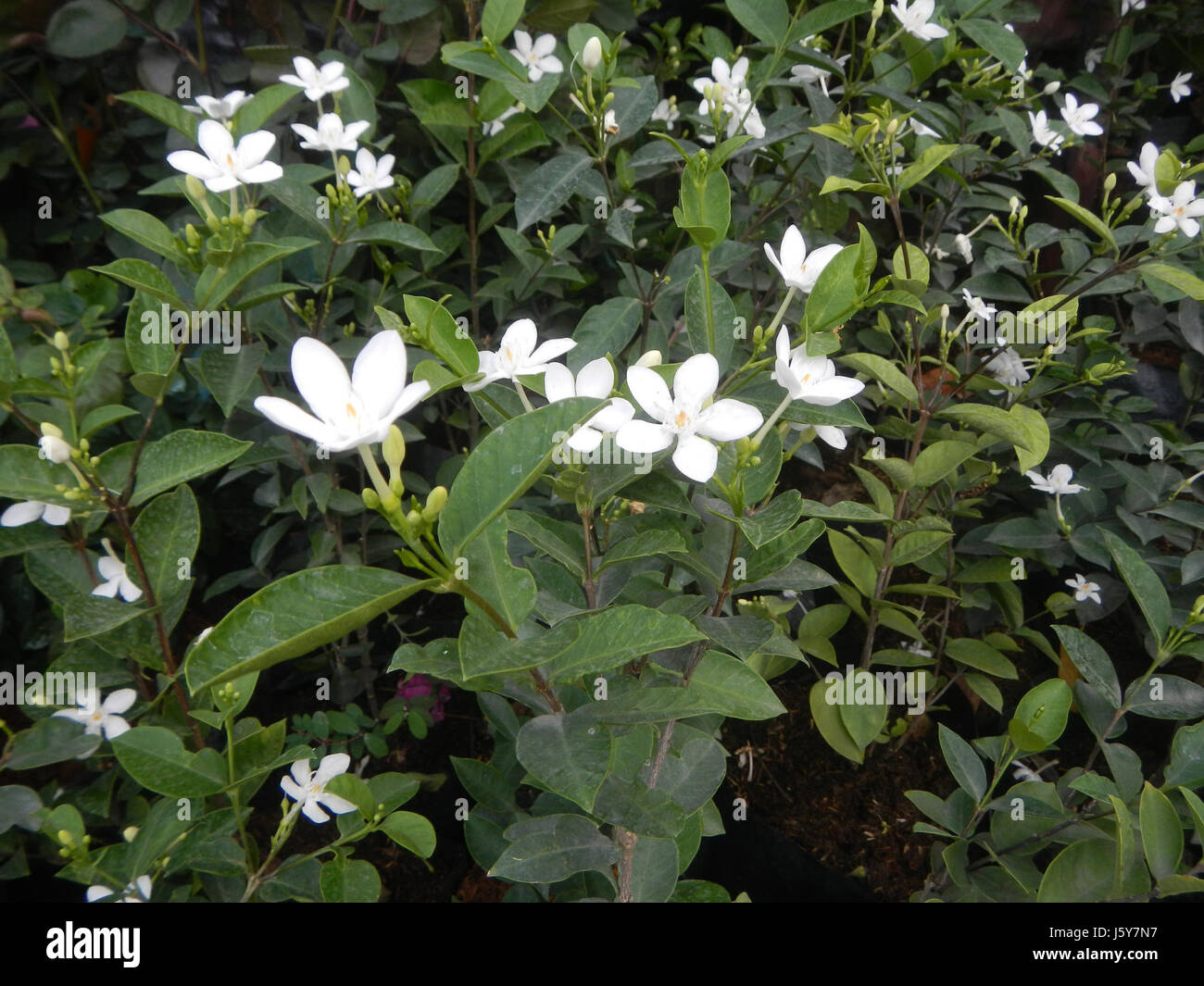 The White Angel (Wrightia antidysenterica) is a plant species found in ...