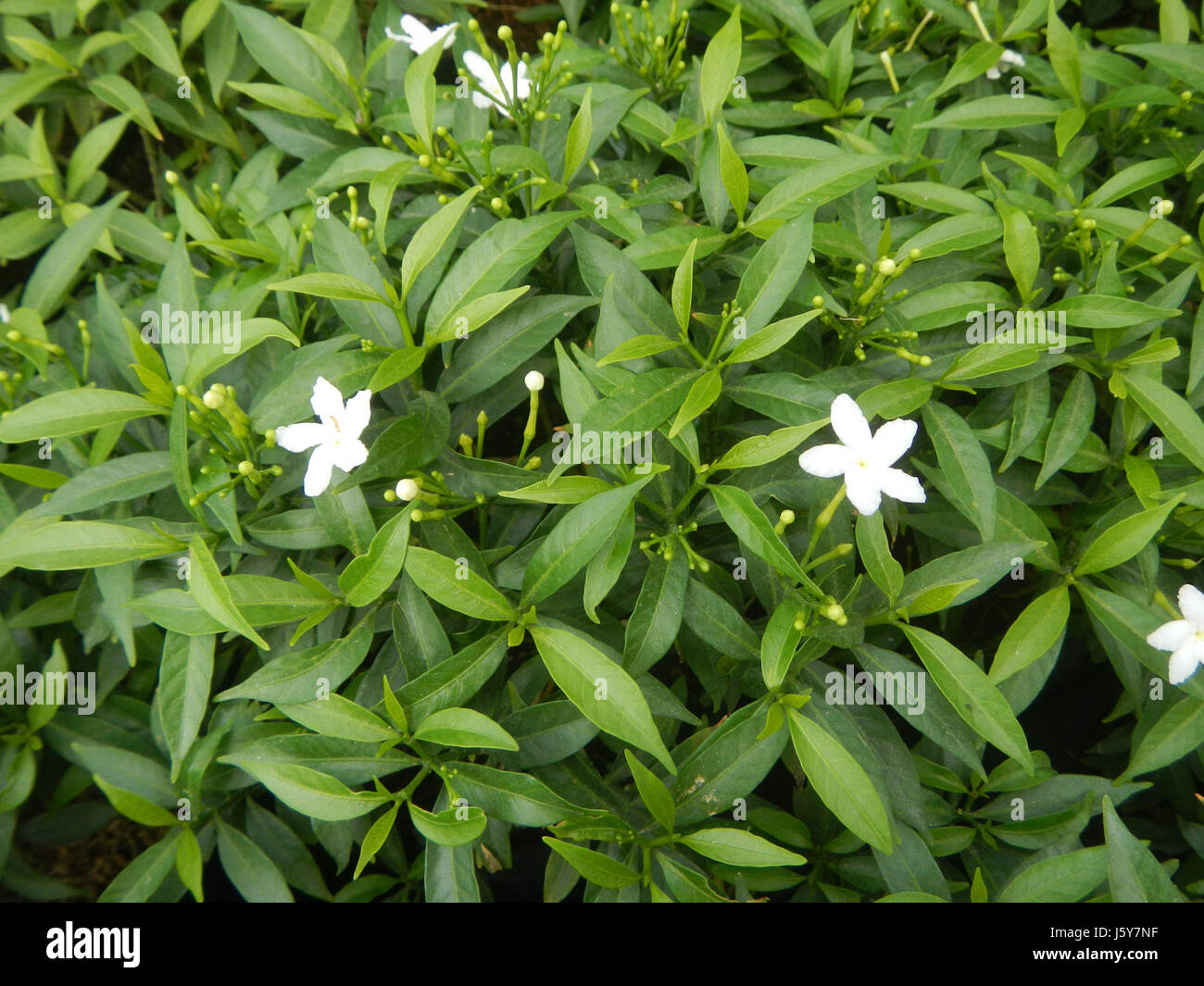 Tabernaemontana pandacaqui, also known as the dwarf tabernaemontana, is ...