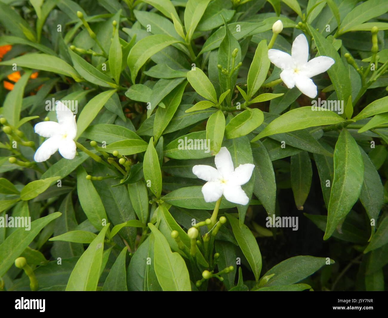 Tabernaemontana pandacaqui, a plant species native to the Philippines ...