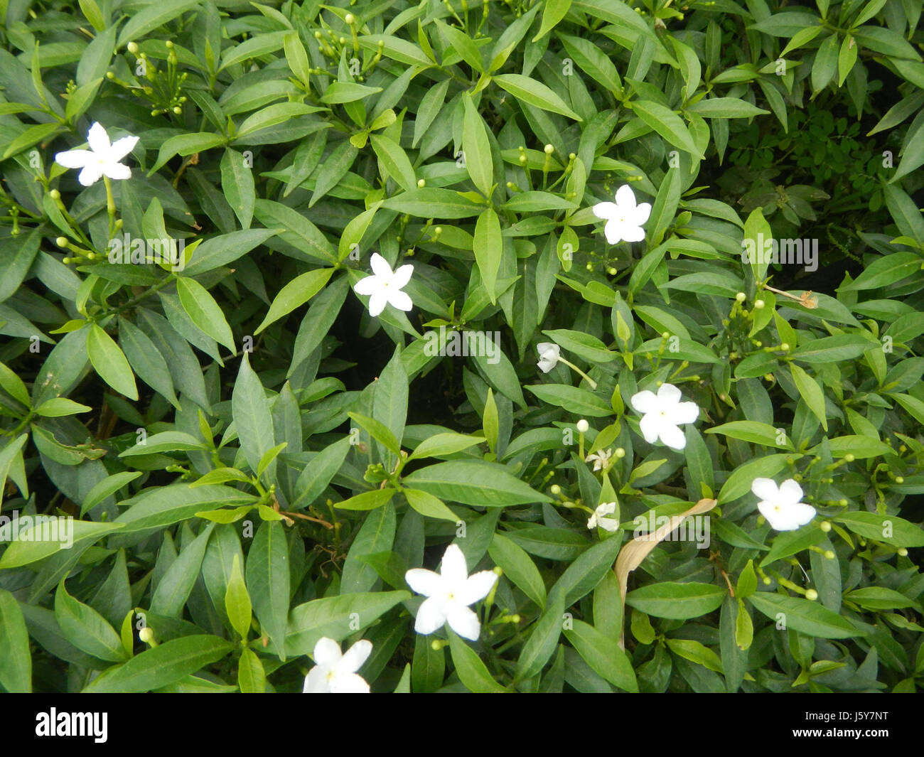 Tabernaemontana pandacaqui, also known as Dwarf Tabernaemontana, is a ...