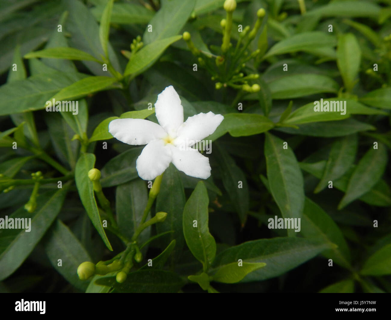03253 Dwarf Tabernaemontana pandacaqui Philippines 12 Stock Photo - Alamy