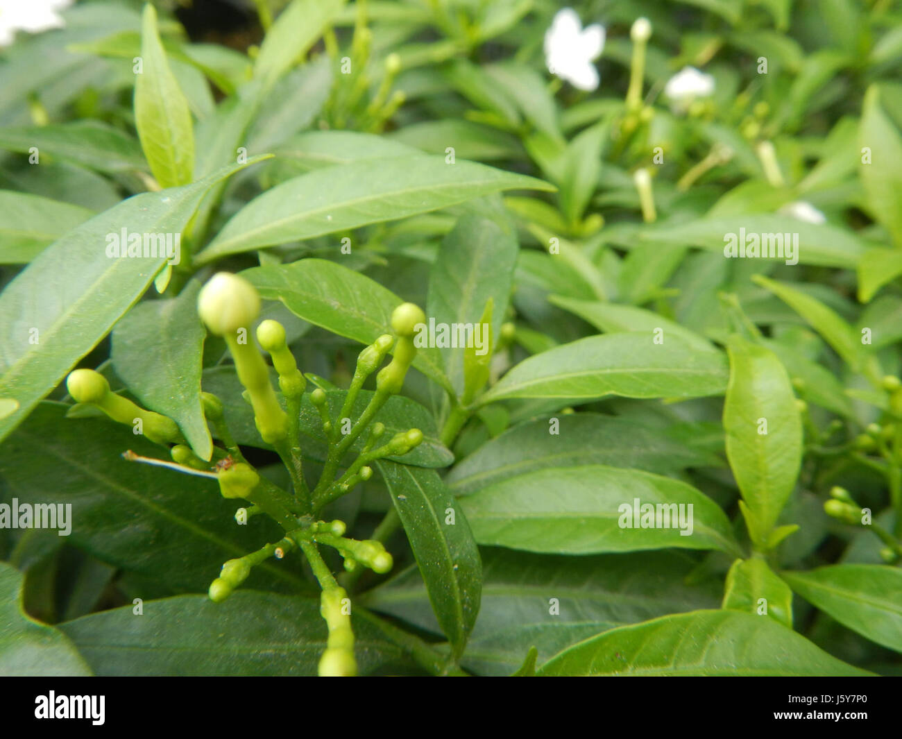 Illustration or photograph of *Tabernaemontana pandacaqui*, a dwarf ...