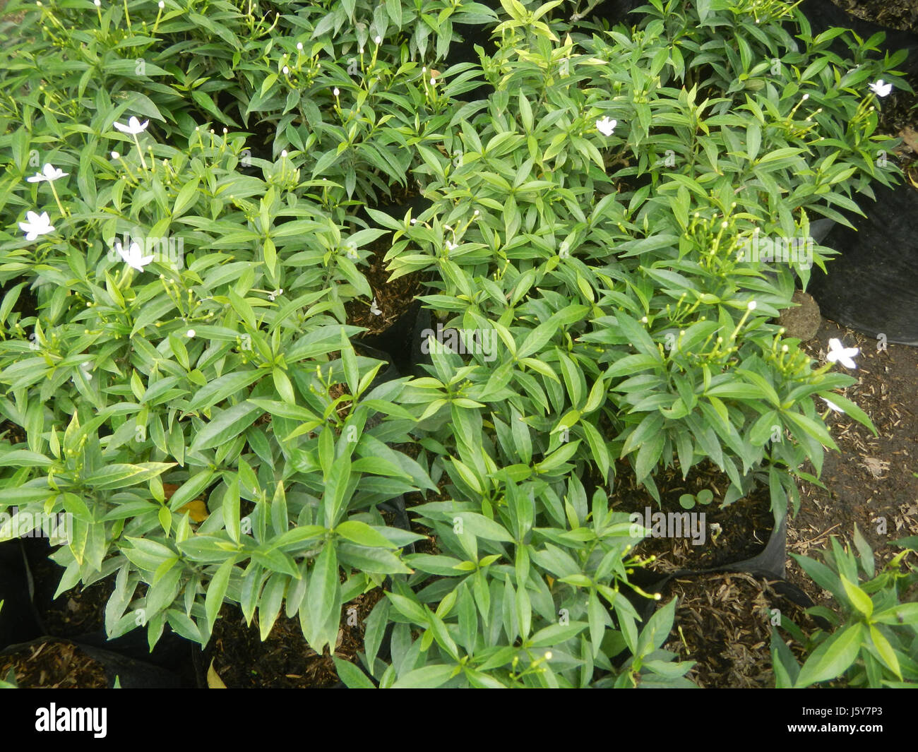 03253 Dwarf Tabernaemontana pandacaqui Philippines 18 Stock Photo - Alamy