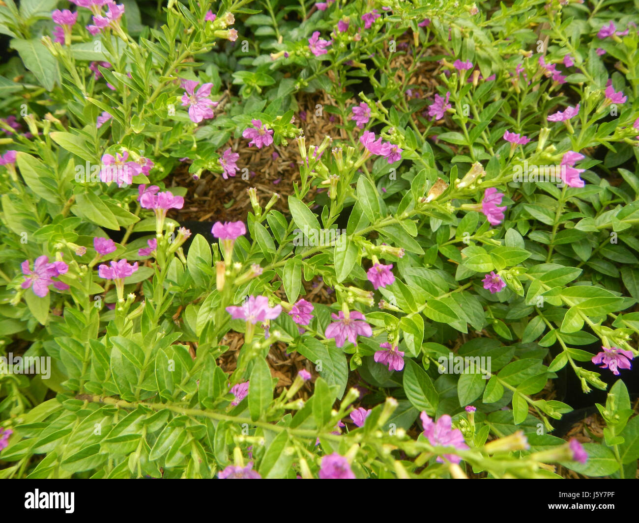 03281 PInk flowers in the Philippines Baliuag, Bulacan 03 Stock Photo ...