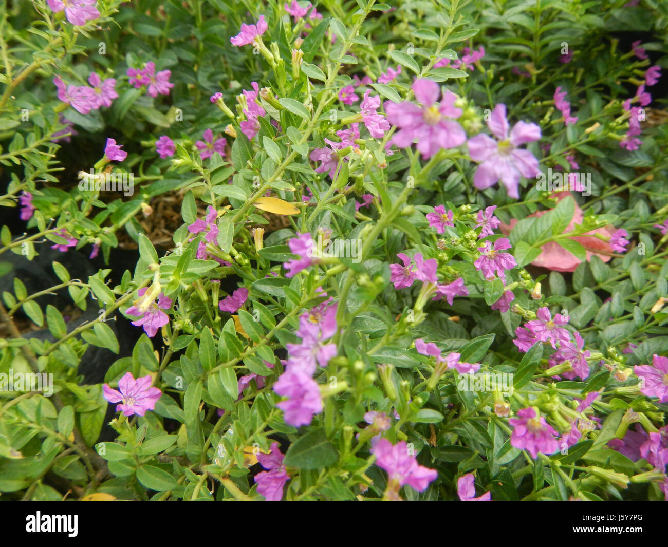 03281 PInk flowers in the Philippines Baliuag, Bulacan 04 Stock Photo ...