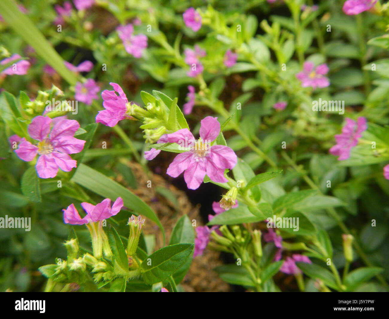 03281 PInk flowers in the Philippines Baliuag, Bulacan 09 Stock Photo ...