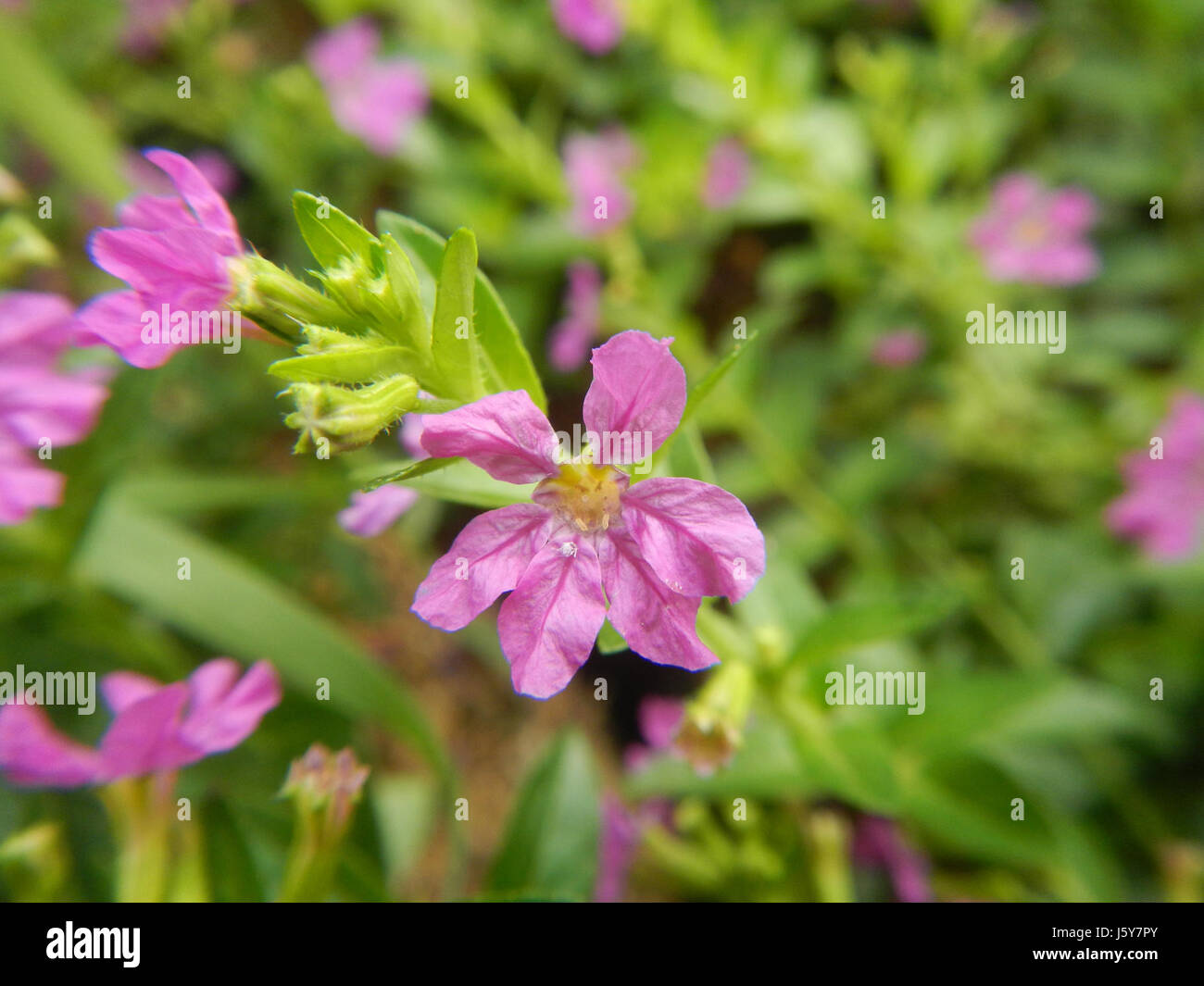03281 PInk flowers in the Philippines Baliuag, Bulacan 10 Stock Photo ...