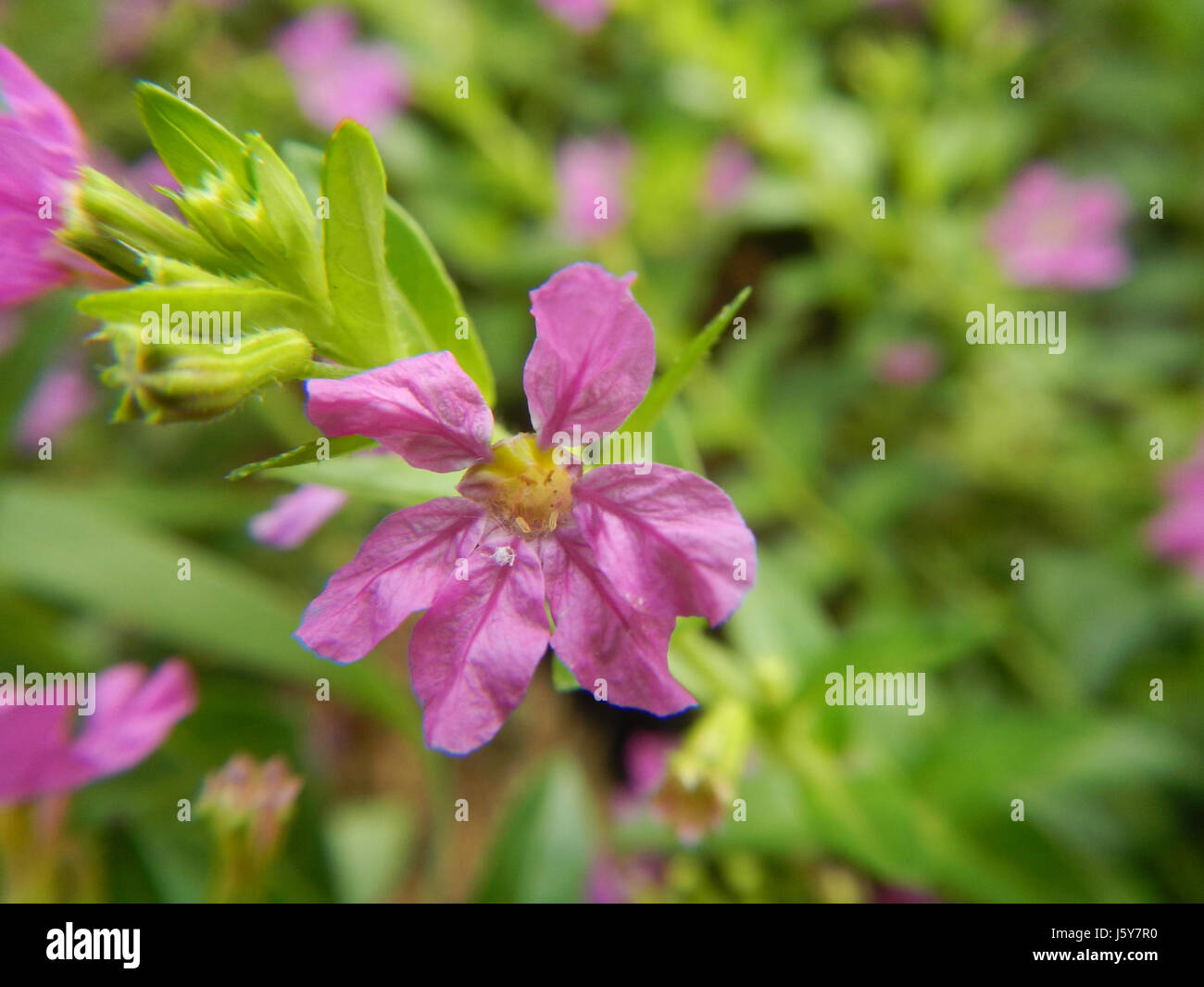 This image depicts pink flowers in Baliuag, Bulacan, showcasing the ...