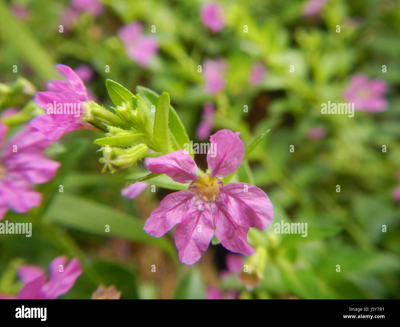 03281 PInk flowers in the Philippines Baliuag, Bulacan 12 Stock Photo ...