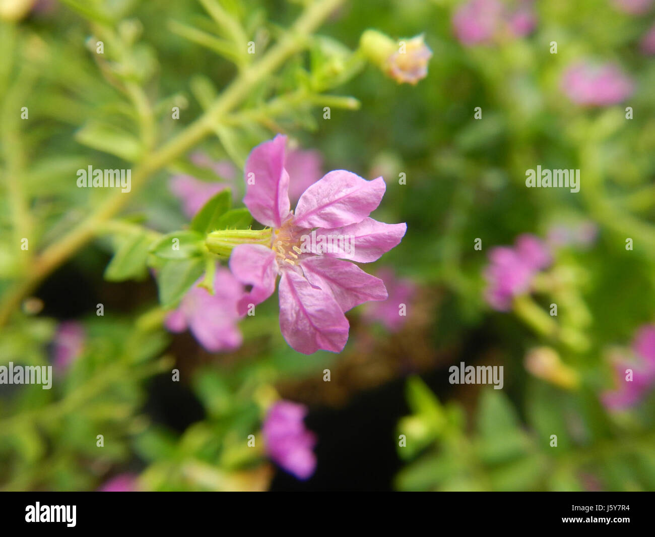 This image captures a variety of pink flowers found in Baliuag, Bulacan ...