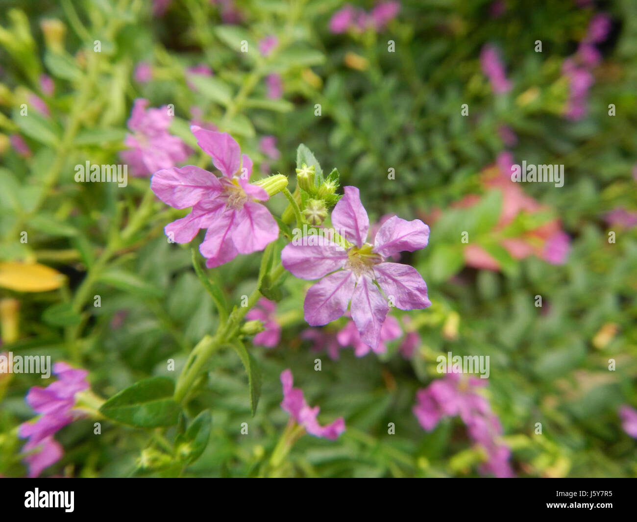 03281 PInk flowers in the Philippines Baliuag, Bulacan 16 Stock Photo ...