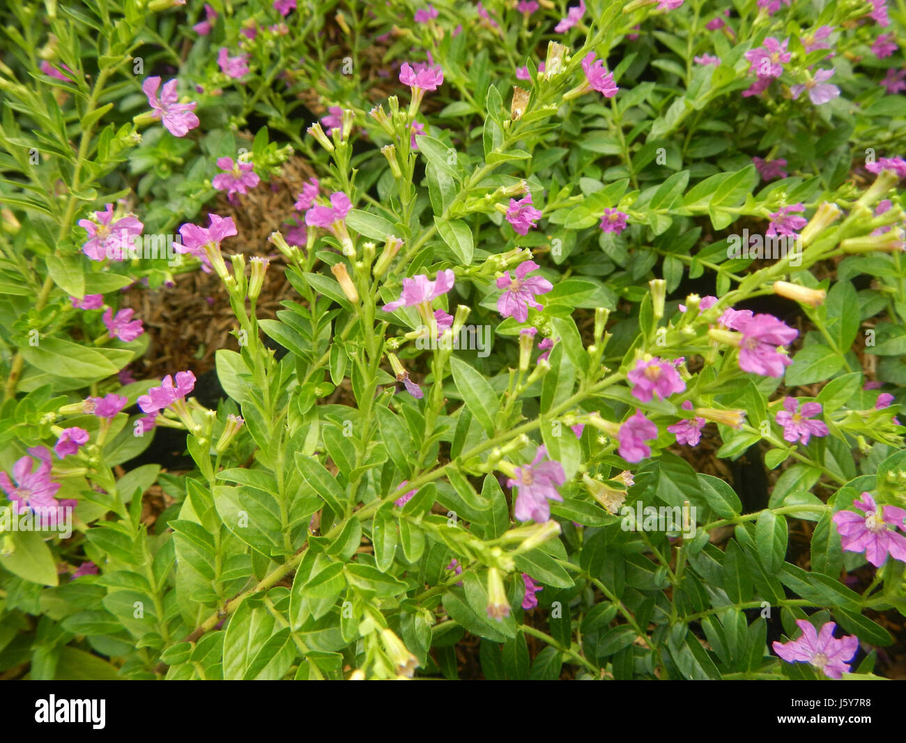 03281 PInk flowers in the Philippines Baliuag, Bulacan 19 Stock Photo ...