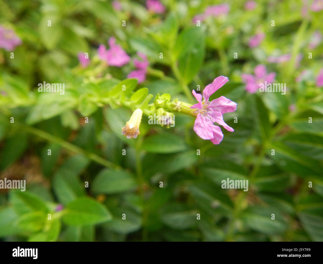 03281 PInk flowers in the Philippines Baliuag, Bulacan 20 Stock Photo ...